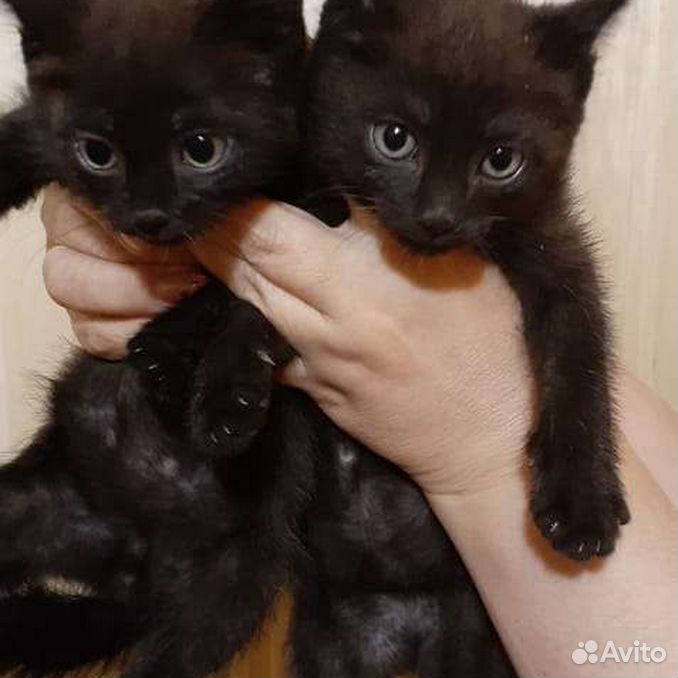 Настоящие дети кошки Сарайки