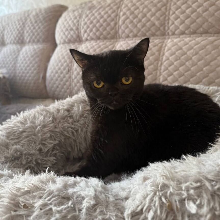 Британская короткошёрстная, взрослая кошка