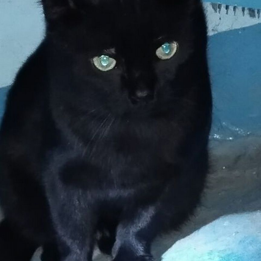 Котику нужен дом