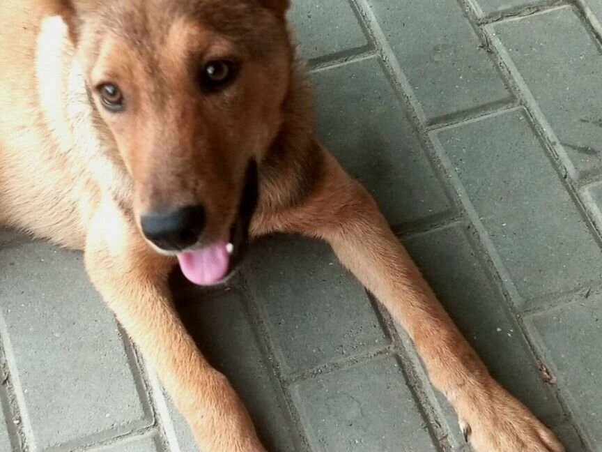 Собака