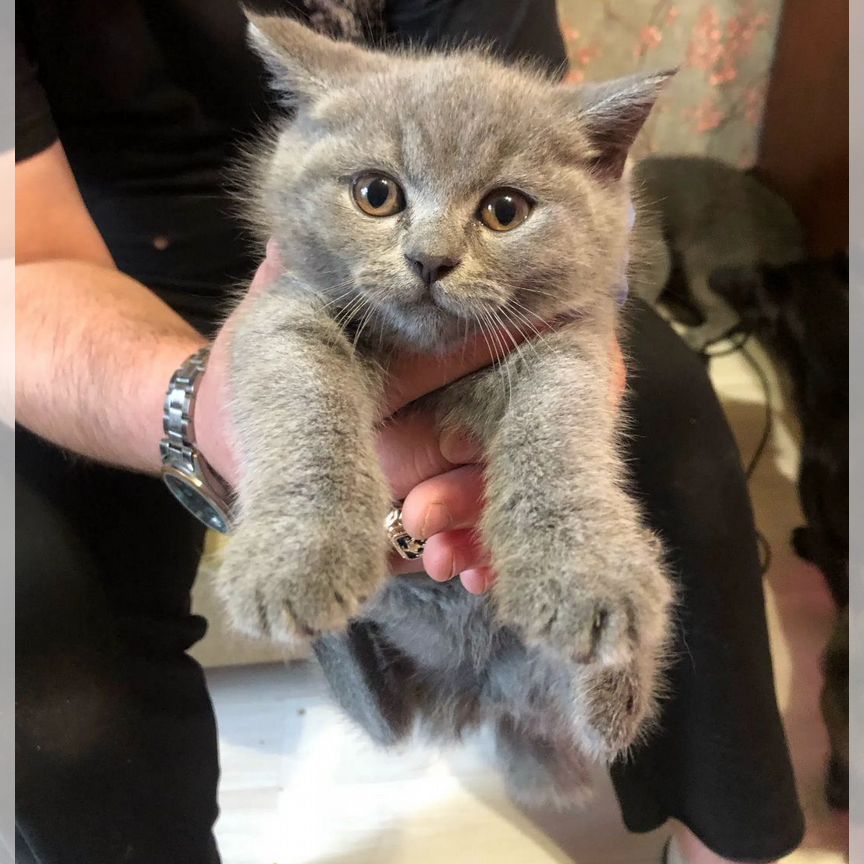 Шотландский прямоухий короткошёрстный котёнок