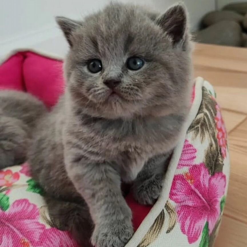 Британские котята