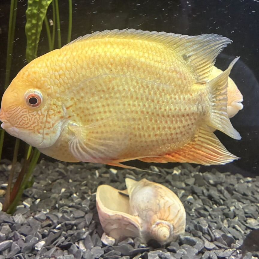 Цихлазома Северум