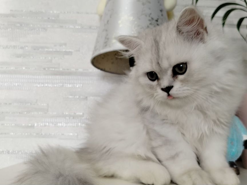 Котик персидской серебристой шиншиллы