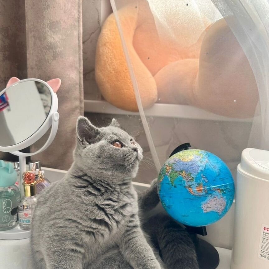 Кошка британка прямоухая