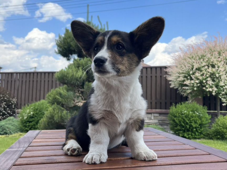 Супер корги