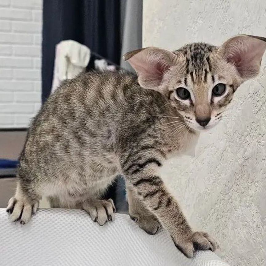 Ориентальный котёнок