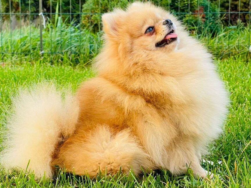 Померанский шпиц