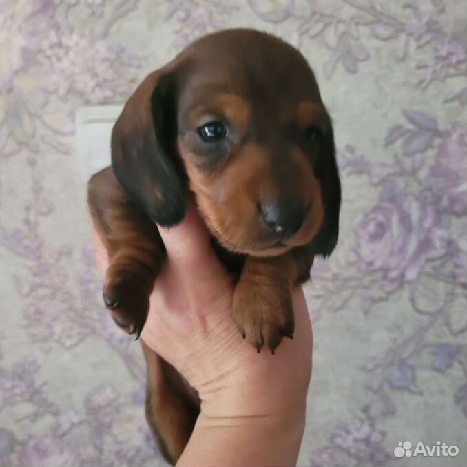 Щенки Мини таксы