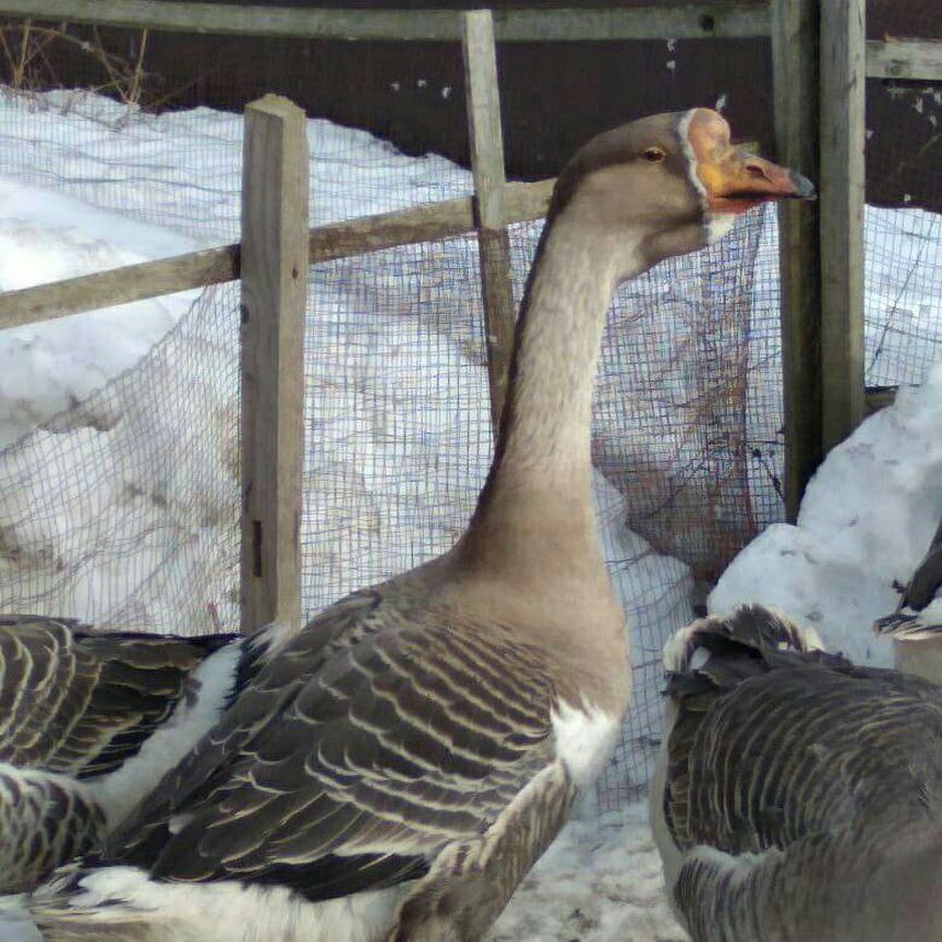 Продам гусынь