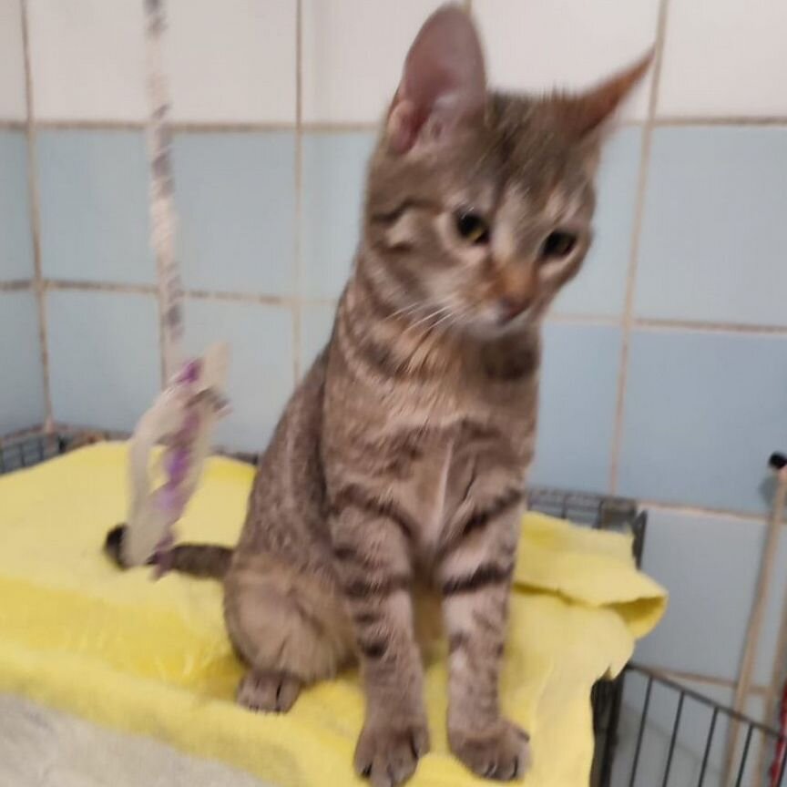 Котёнок в добрые руки