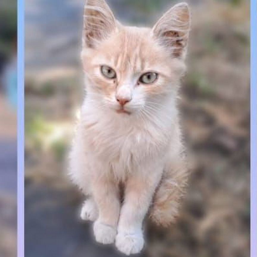 Красивые котята