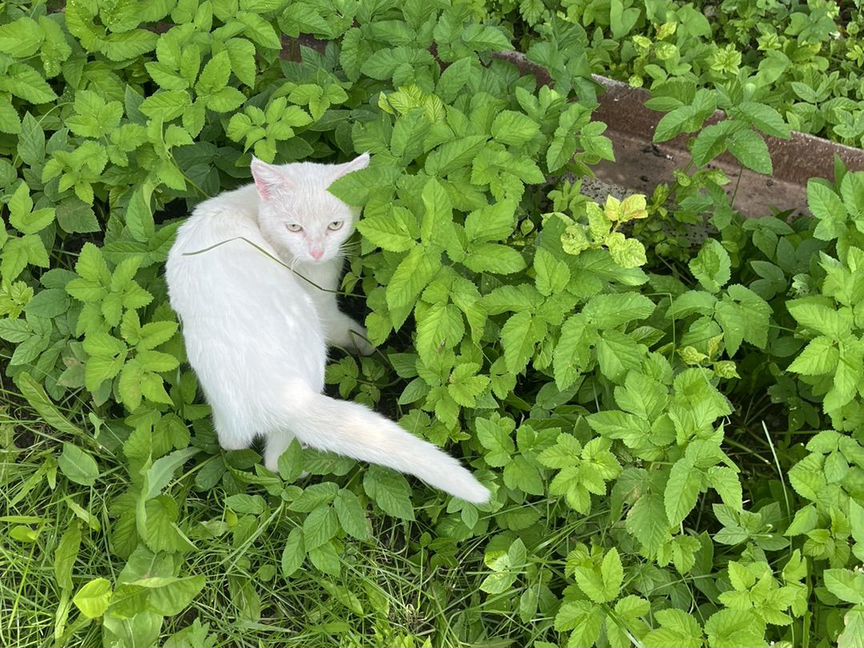 Котята белые подросшие в добрые ручки
