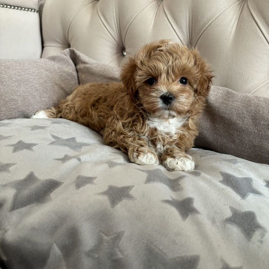 Мальтипу F1 девочка