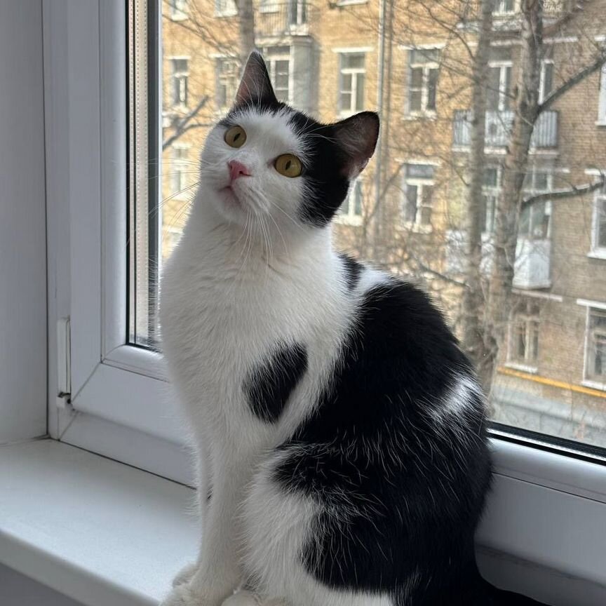 Кошка