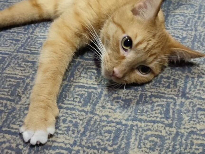 Отдадим в добрые руки