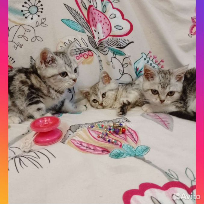 Очаровательные британскин котята