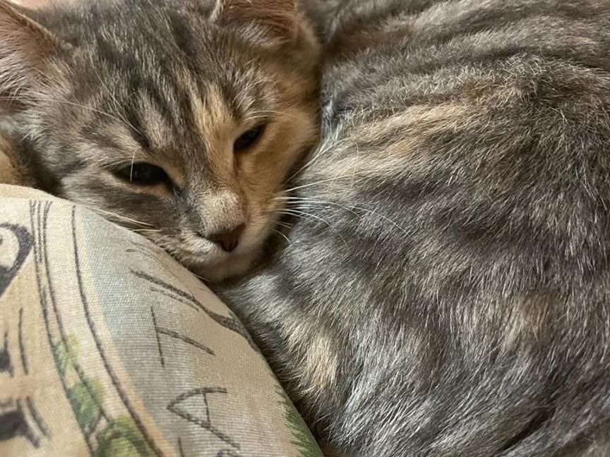 Котята девочки в добрые руки