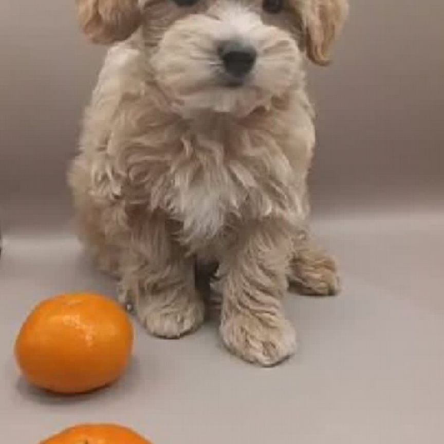 Мальчик Мальтипу ф1 мини