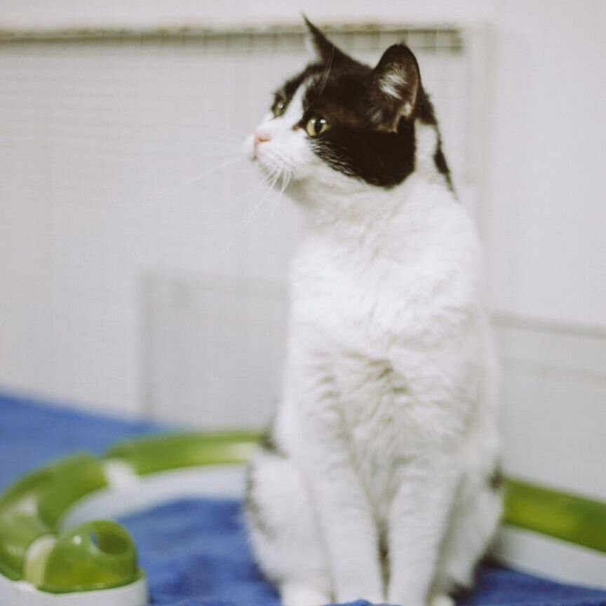 Стерилизованная кошечка в добрые руки