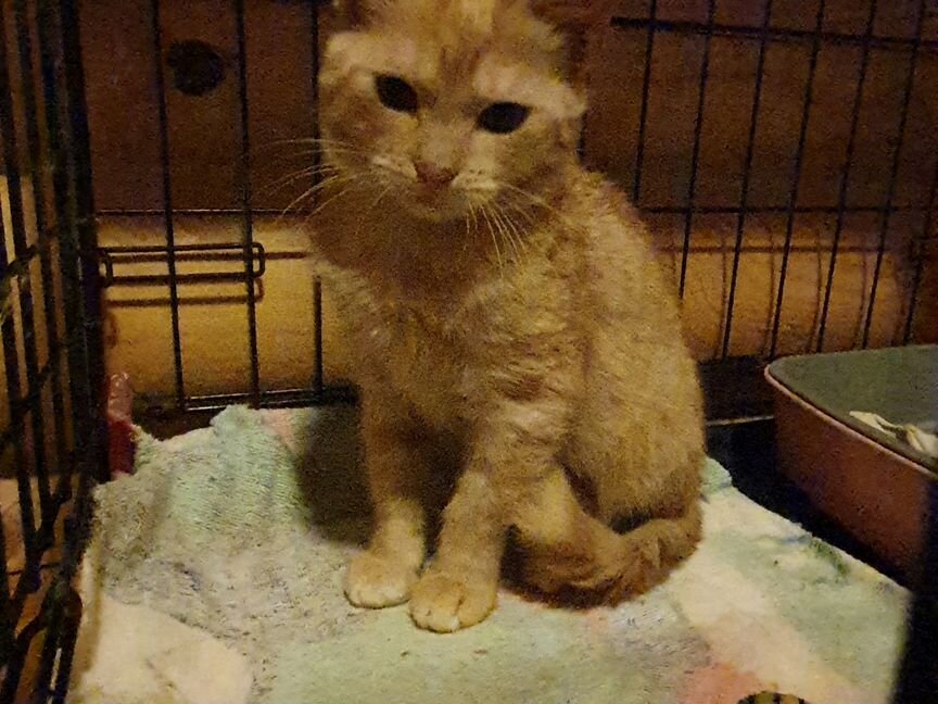 Котёнок рыжий