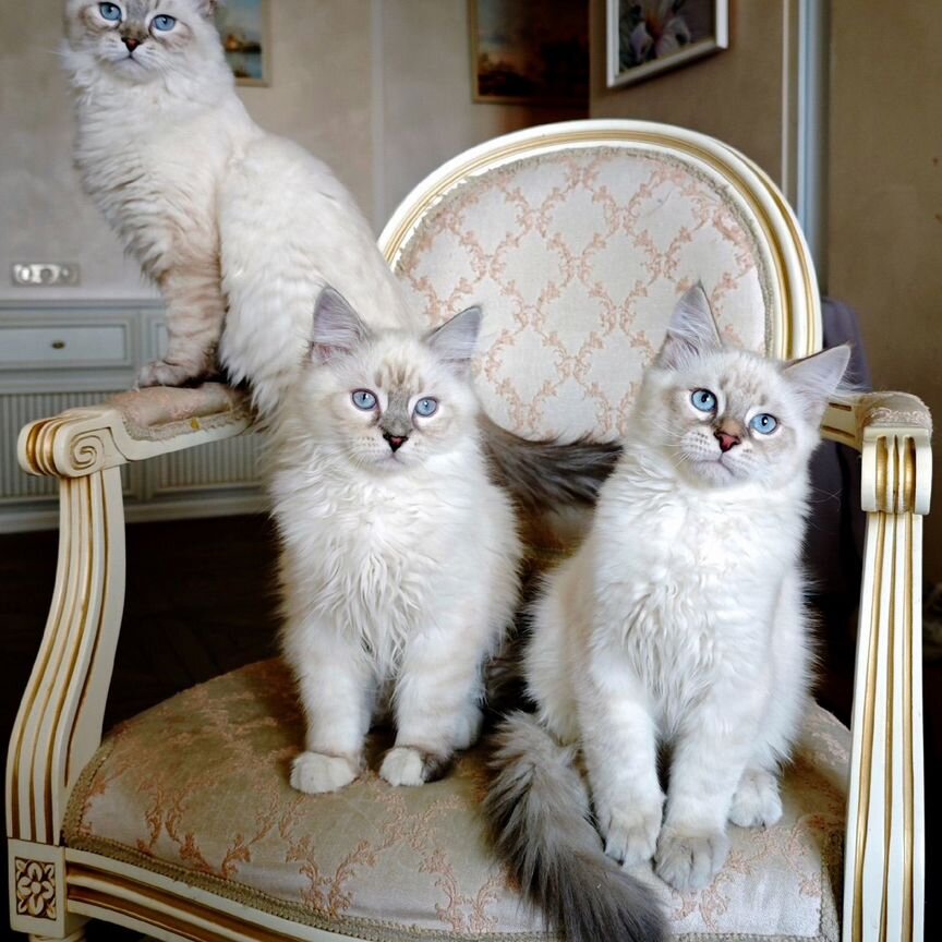 Невские маскарадные котята