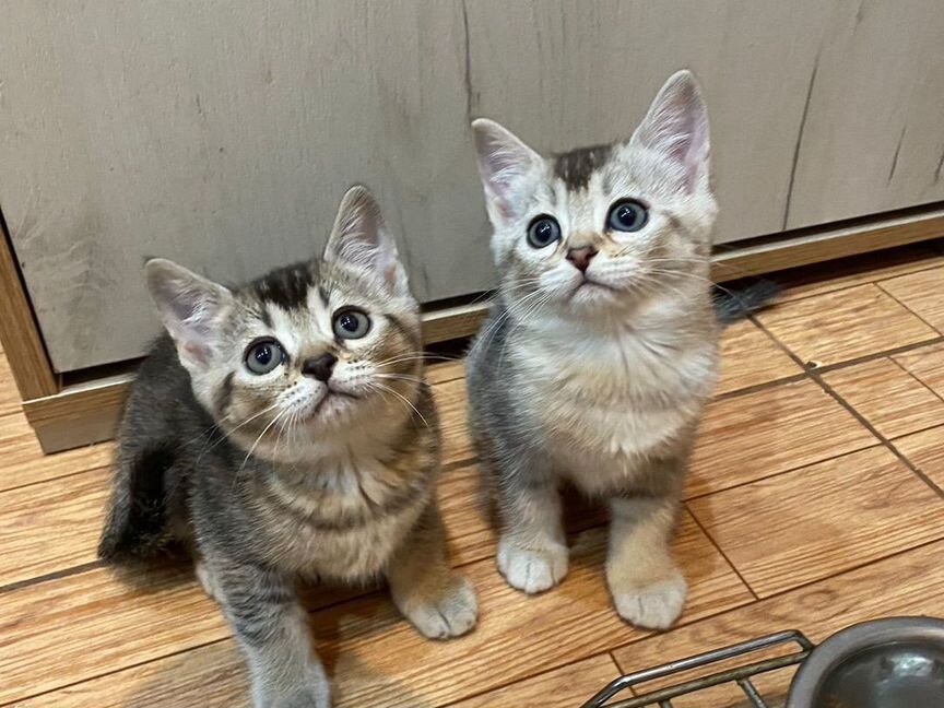 Шотландские котята