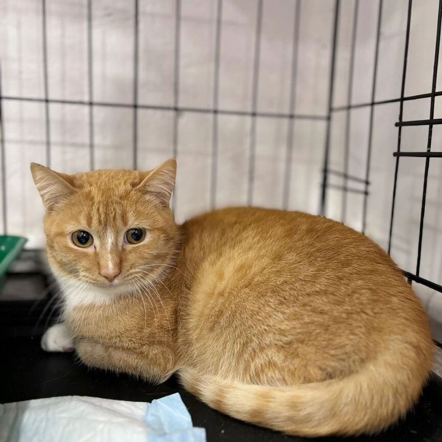 Котики бесплатно