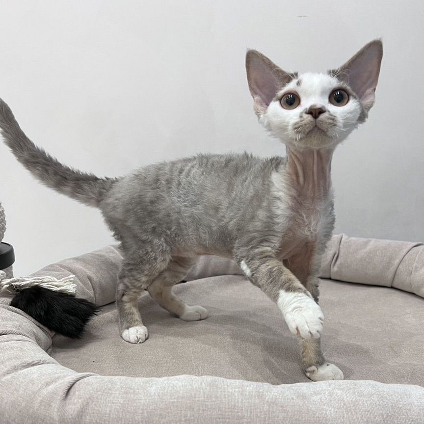 Котёнок породы Девон-рекс мальчик