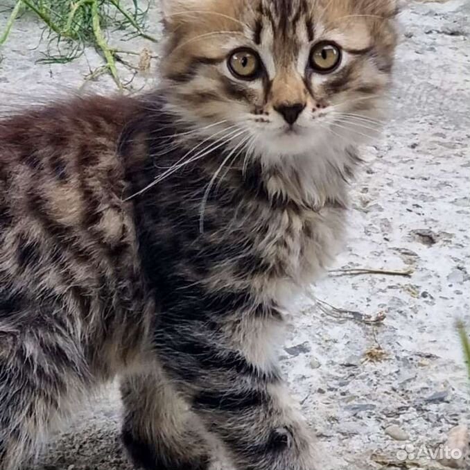 Чудесные котята ищут дом