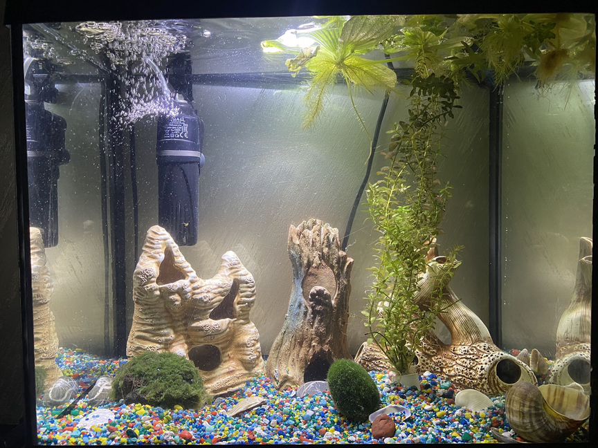 Аквариум, петушки и сом