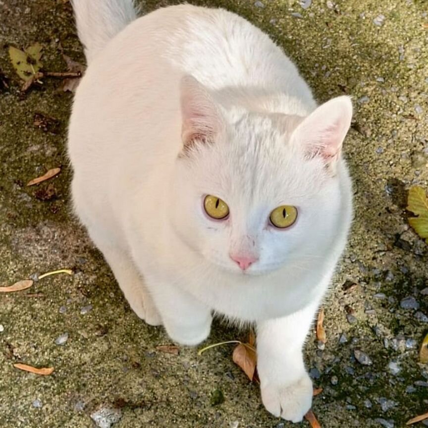 Ищем дом,передержку ангорской породы мальчик