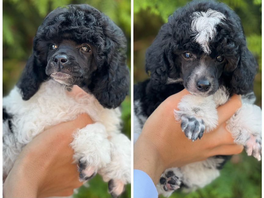 Пудель арлекин РКФ