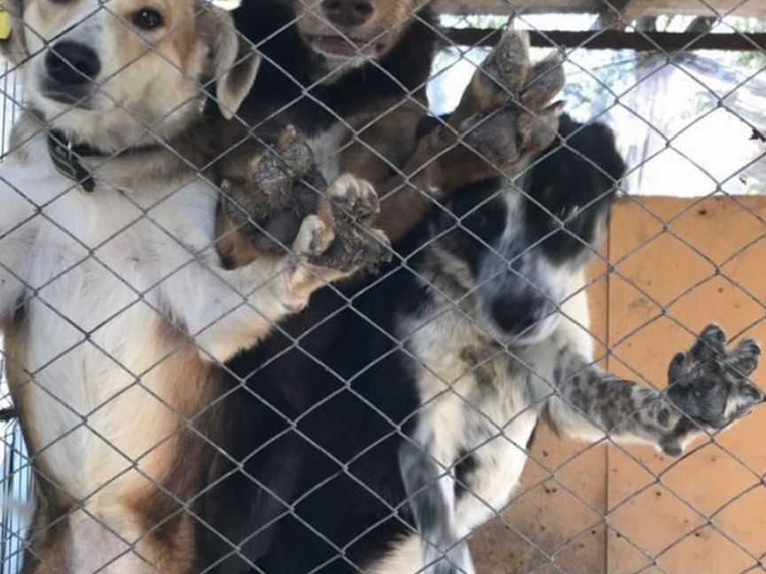 Собака в добрые руки