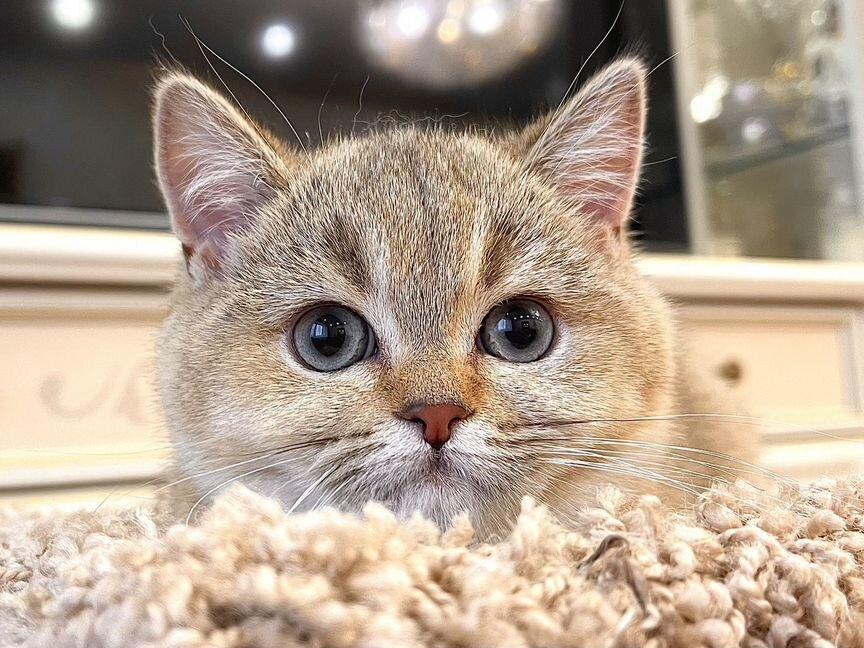 Шикарная Малышка 2,5 мес Золотая плюшевая