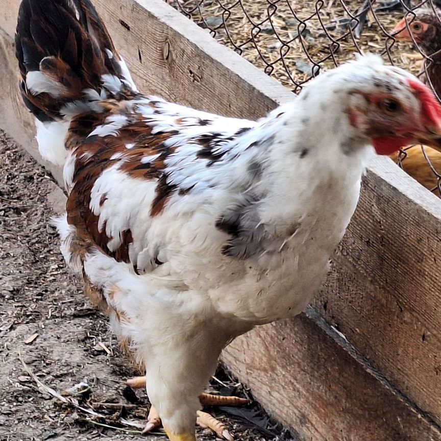 Породные петушки