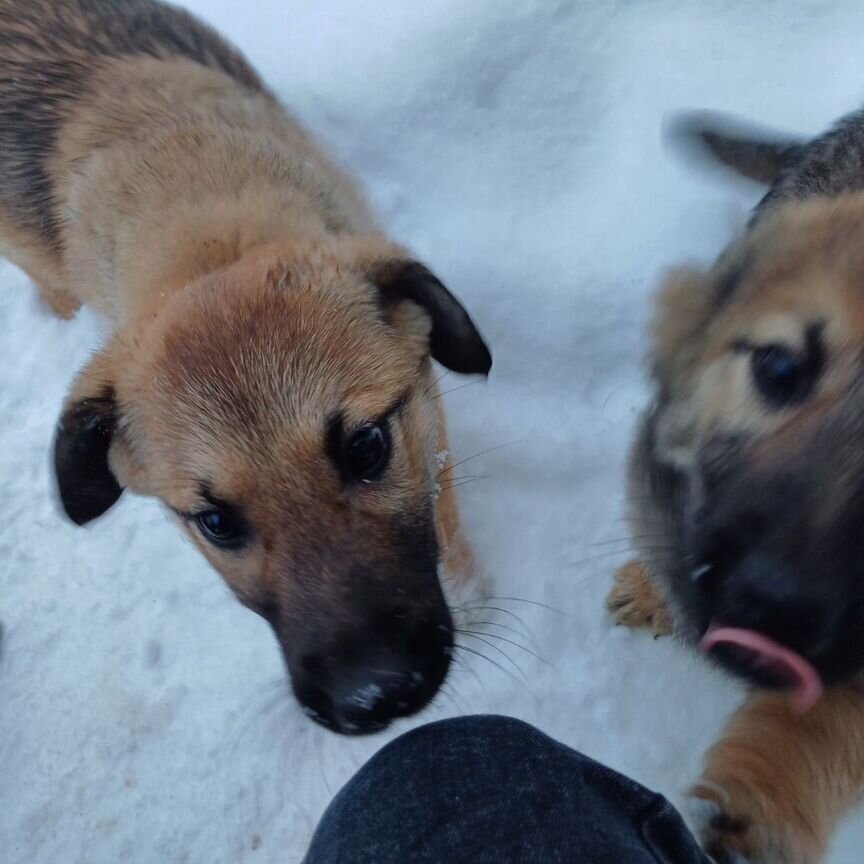 Собака в добрые руки