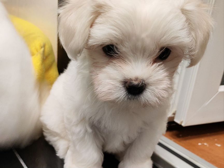 Мальтийская болонка девочка