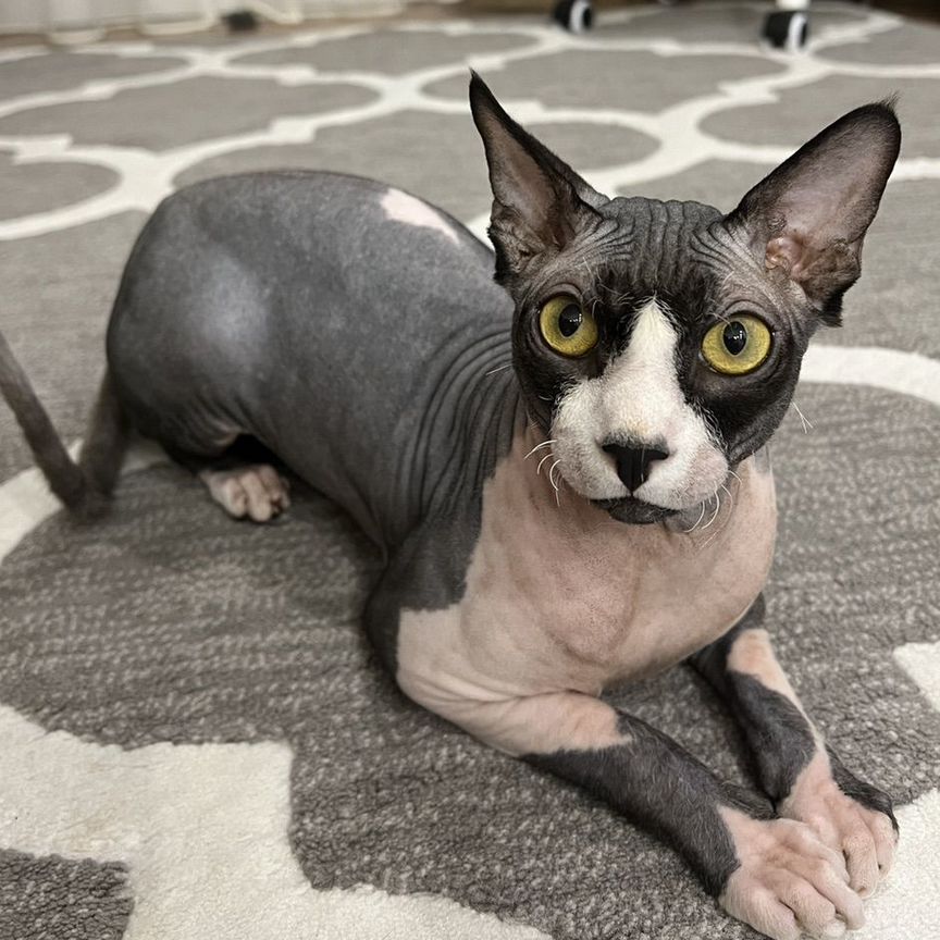 Сфинкс вязка