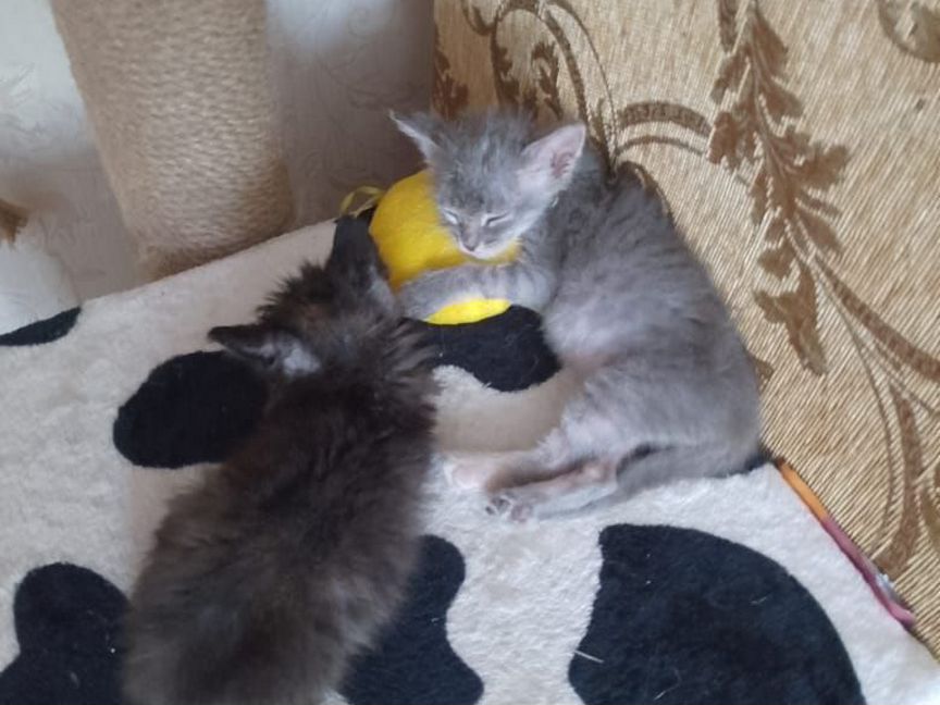 Кошка и кот