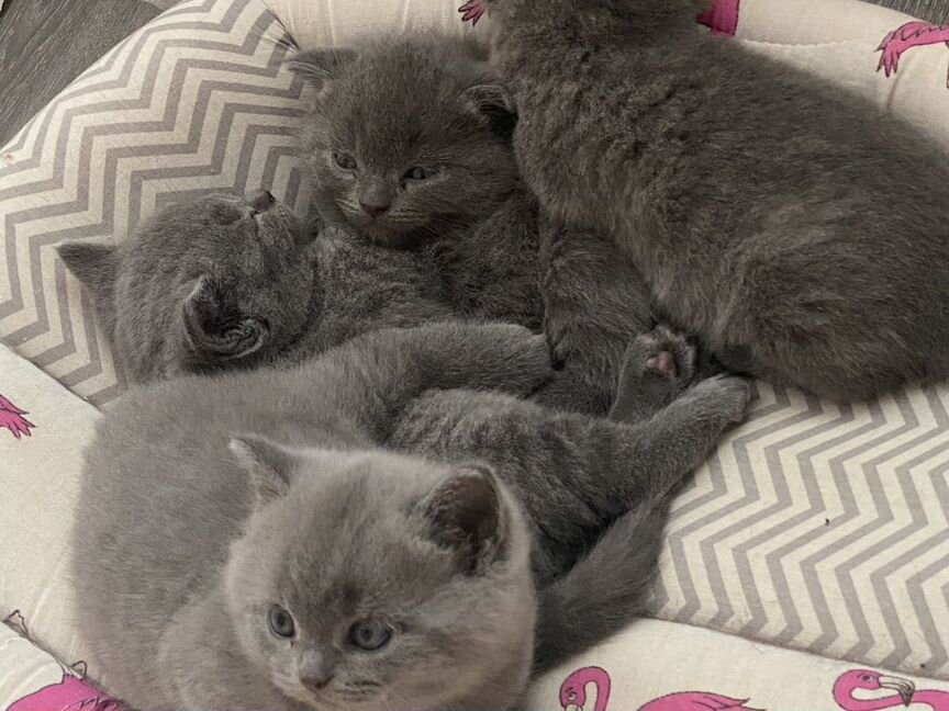 Британские котята