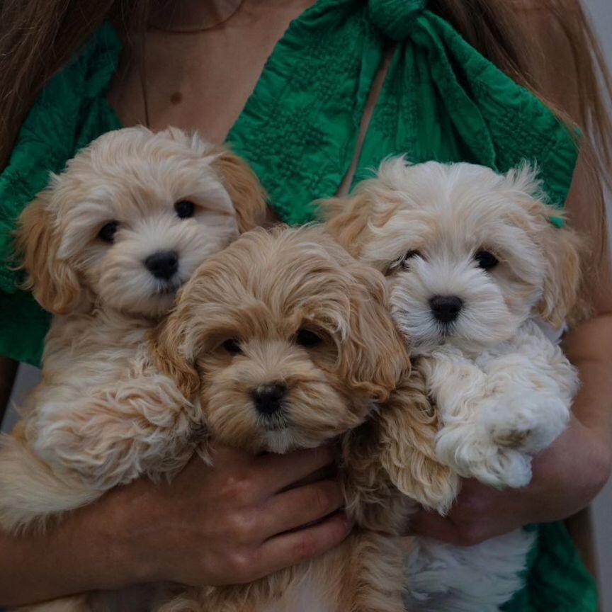 Щенки мальтипу