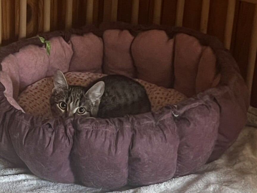 Шипучка нежный подросток ищет дом