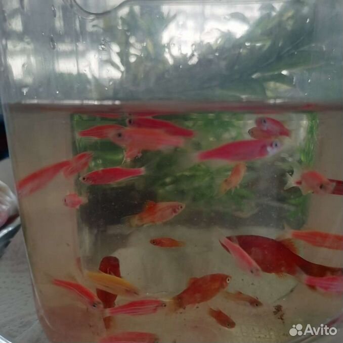 Аквариумные рыбки данио, пецилии и сомики