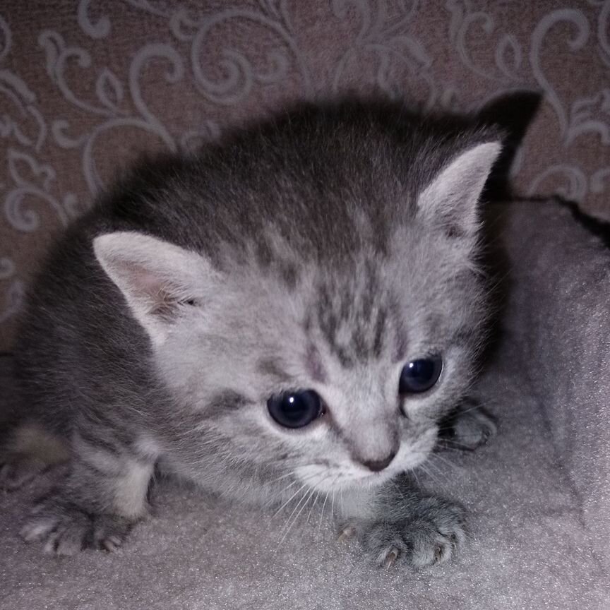 Продам котят