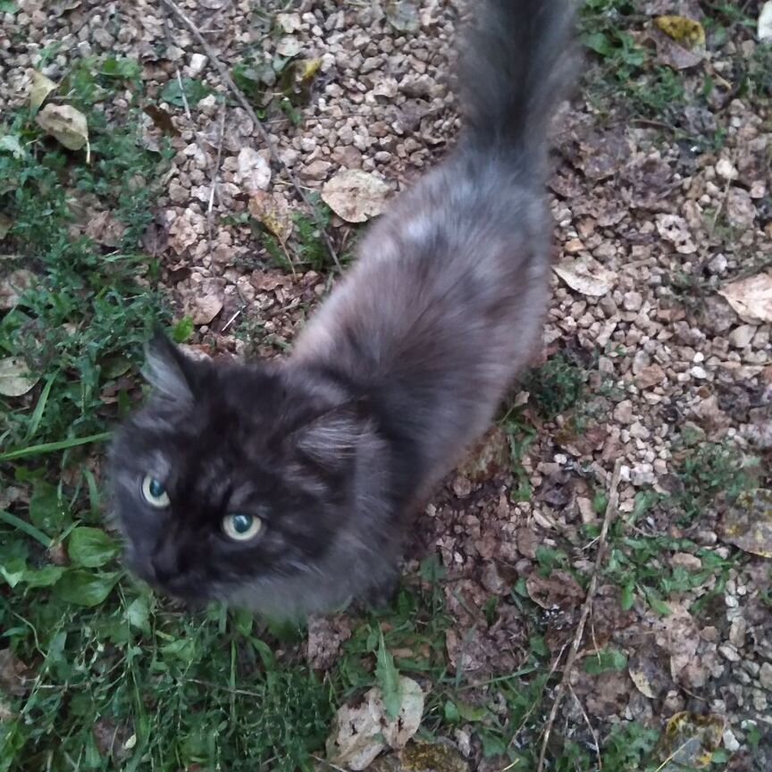 Потерялась кошка