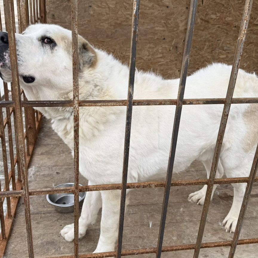 Алабай отдам