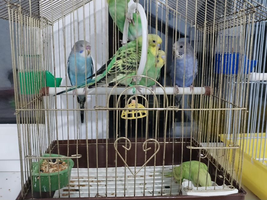 Волнистый попугай