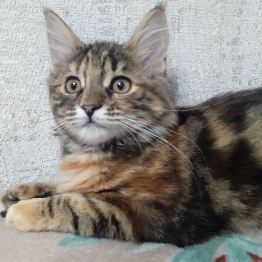 Котенок девочка в добрые руки