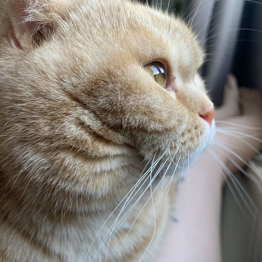 Шотланский вислоухий кот бесплатно